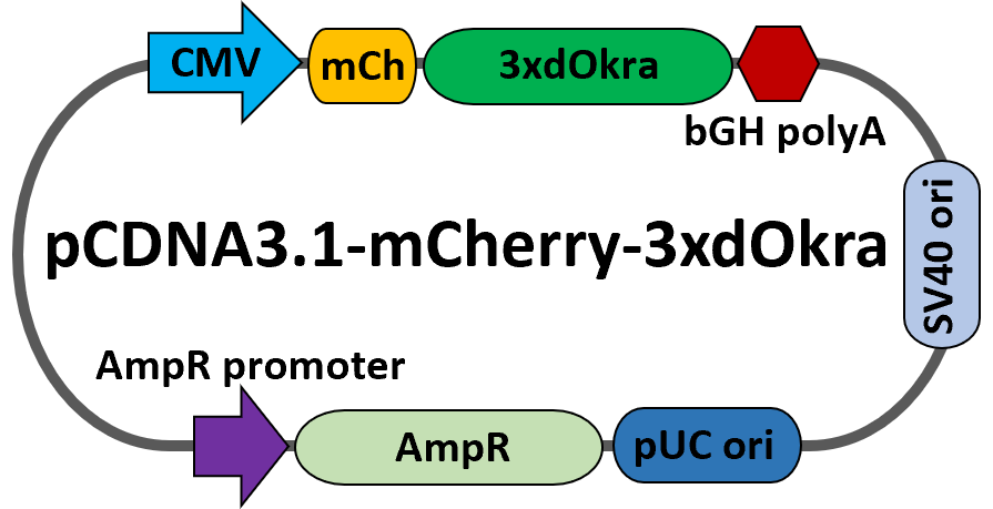 pcDNA-mCherry-dOkra – FR Biotechnology