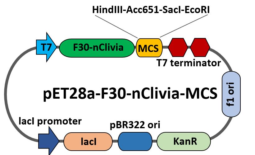 pET28a-F30-nClivia-MCS – FR Biotechnology