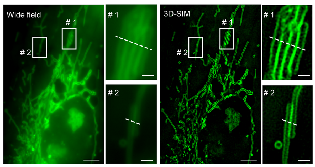 Okra Bright Green Fluorescent RNA – FR Biotechnology