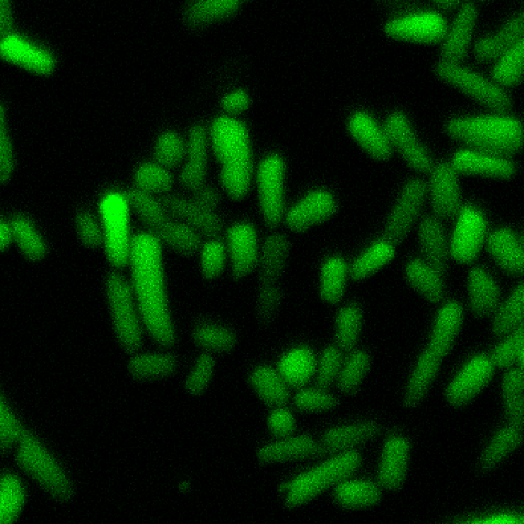 Bacterial Fluorescent RNA Expressing Plasmids – FR Biotechnology