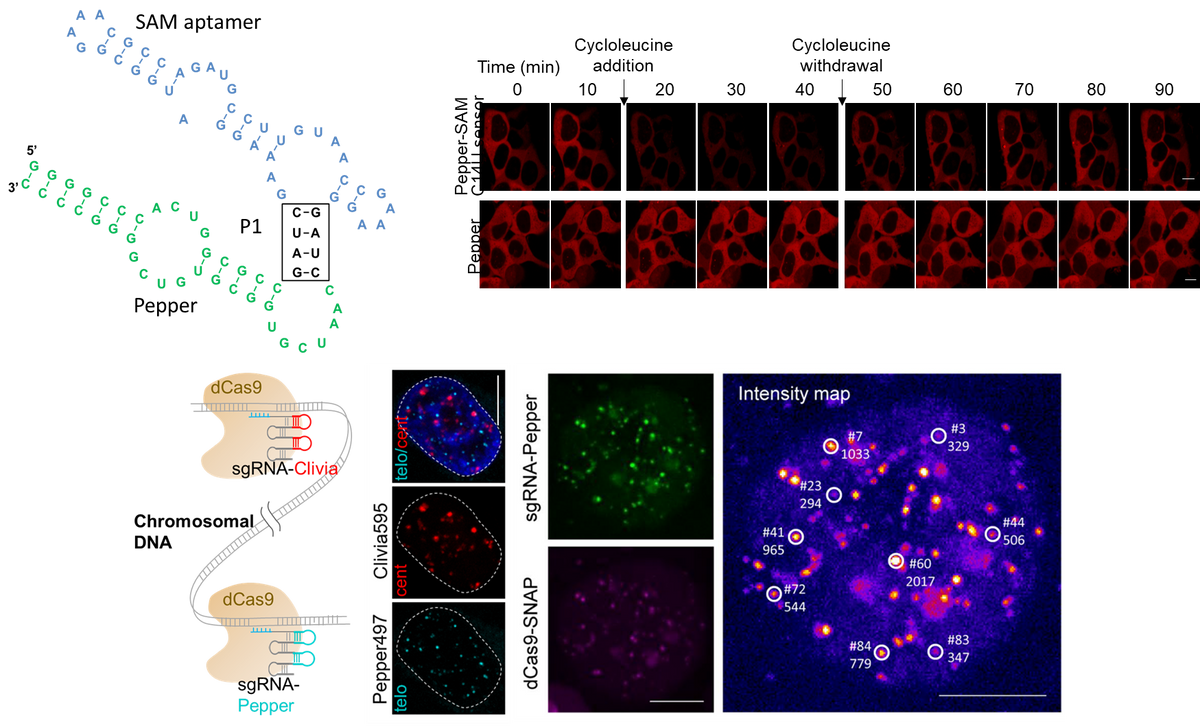 Clivia Starter Kit for E. coli cells – FR Biotechnology
