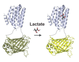 FiLa lactate sensor – FR Biotechnology