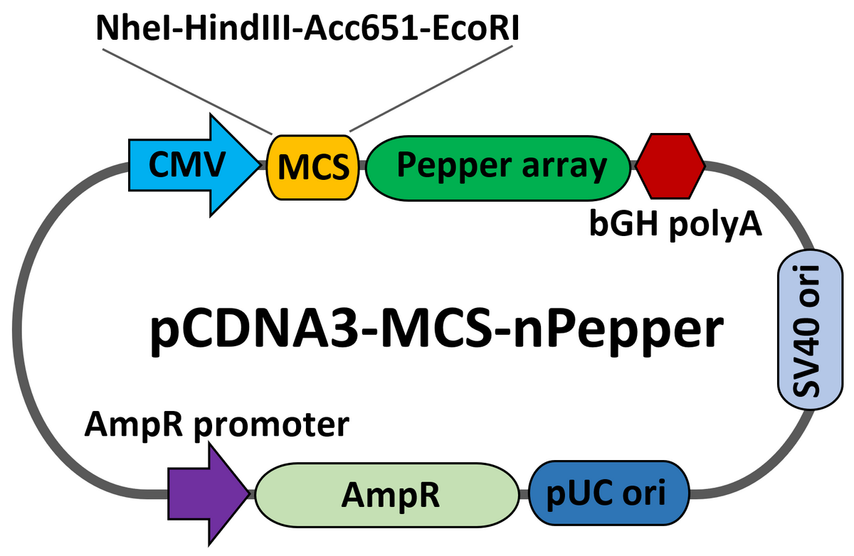 pcDNA-MCS-Pepper – FR Biotechnology