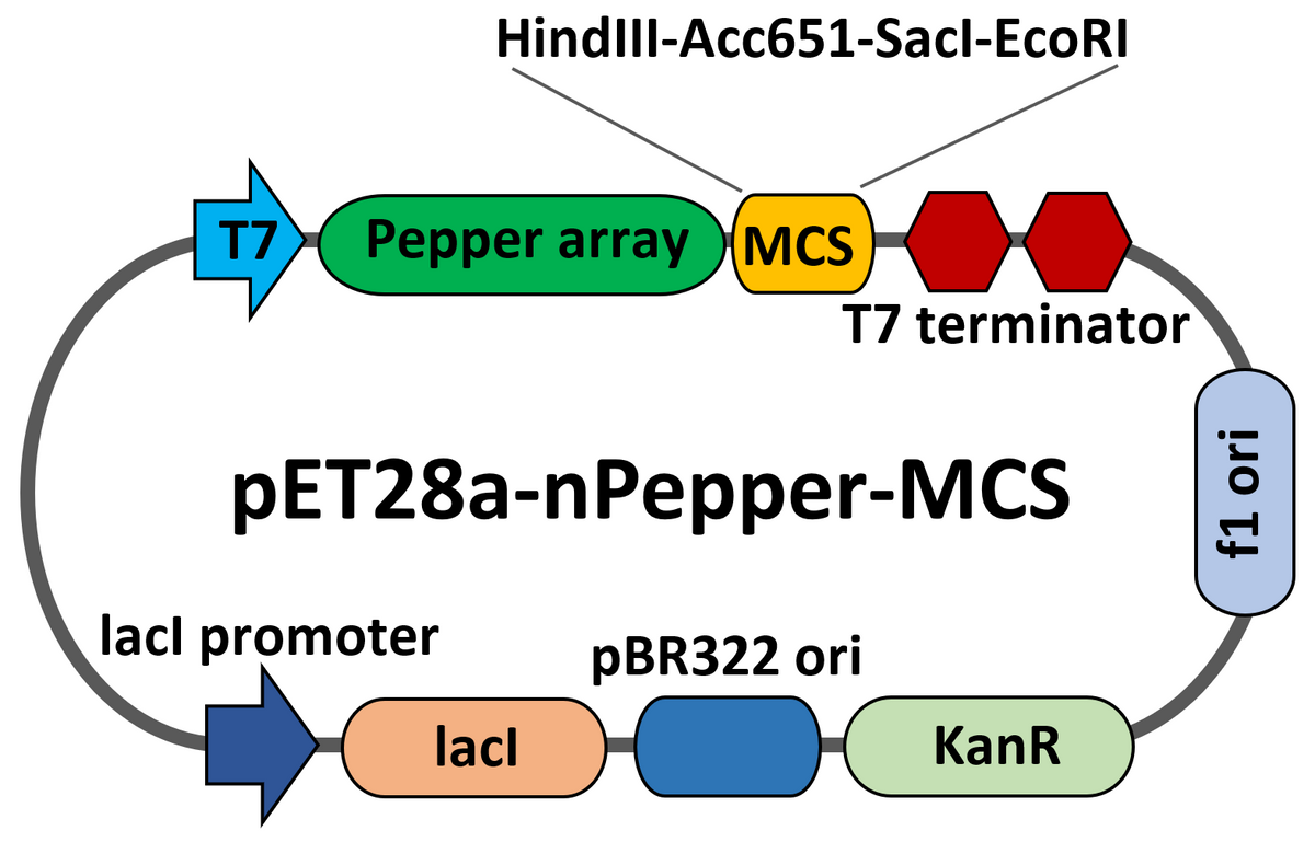 PET28-Pepper-MCS – FR Biotechnology