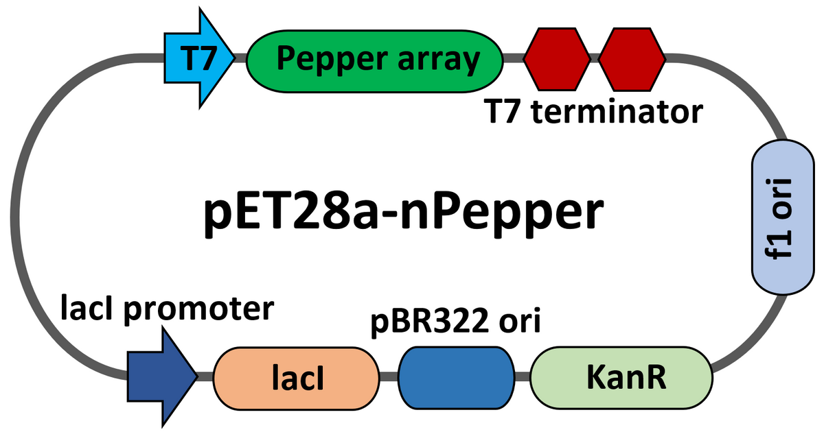 PET28-Pepper – FR Biotechnology
